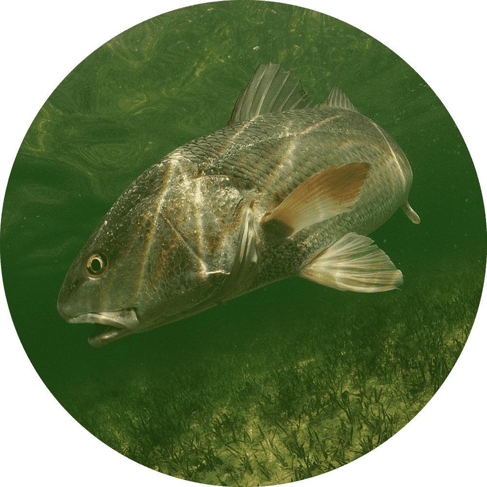 Join CCA – Coastal Conservation Association California